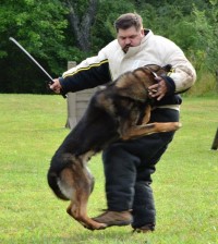 Working Dogs of America